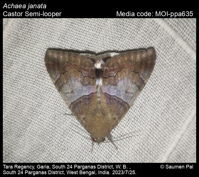Achaea janata (Linnaeus, 1758) - Castor Semi-looper | Moths